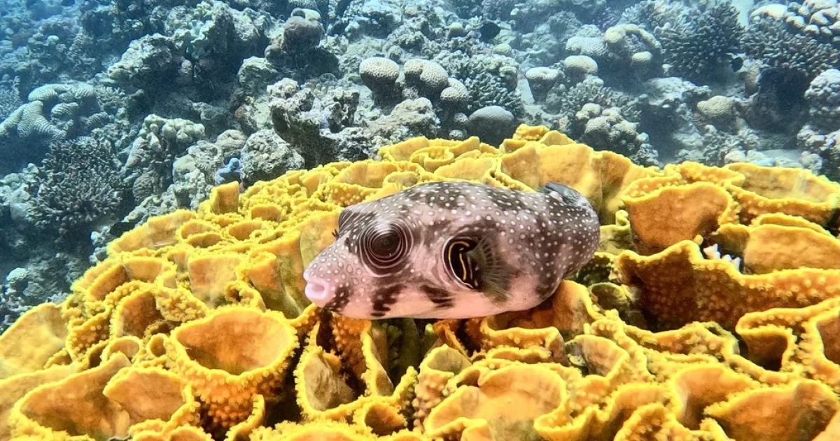 Rainbow Reef – Dive Site in Aqaba, Jordan | Arab Divers